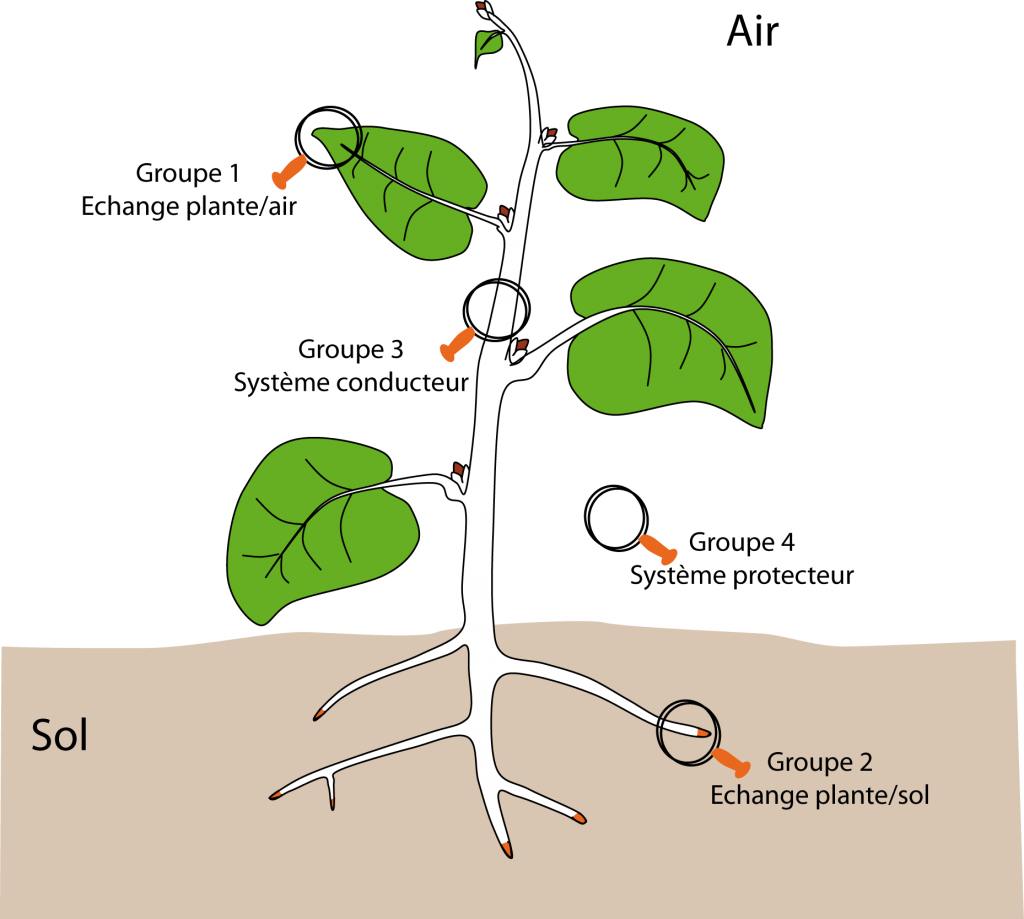 TP14 : L’organisation d’une plante : Une vie fixée entre air et sol ...