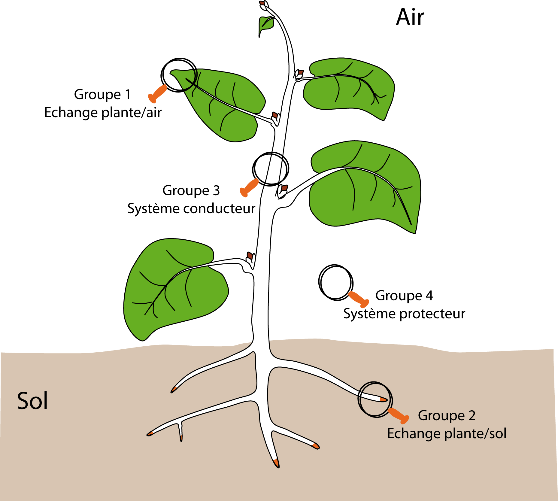 TP14 : L’organisation d’une plante : Une vie fixée entre air et sol ...