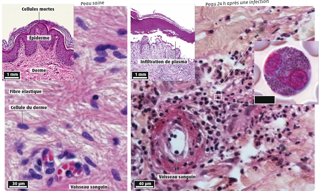 La Peau Humaine Vue Au Microscope